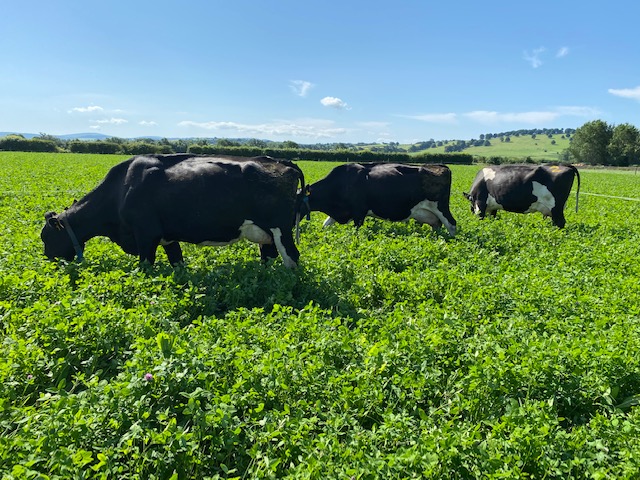 Dairy Research - UCD Lyons Farm