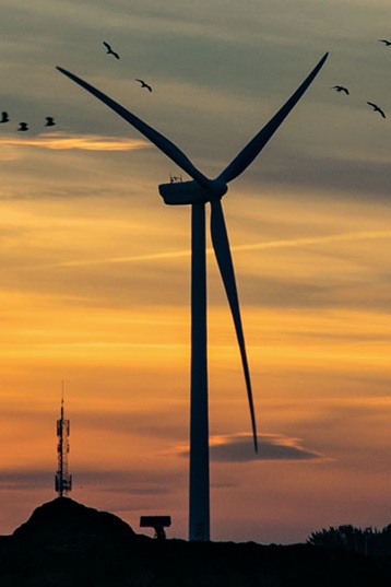 Birds and Onshore Wind Energy