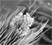 Scanning Electron Microscopy (SEM) - Nano Imaging and Material Analysis ...