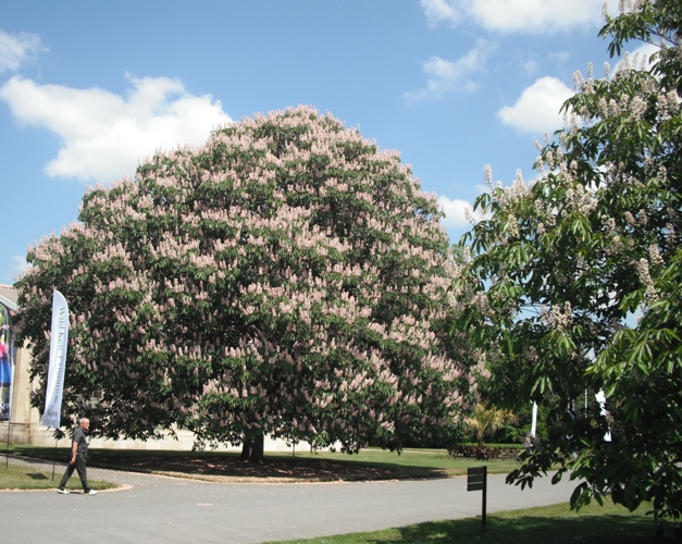 Aesculus - Landscape Trees