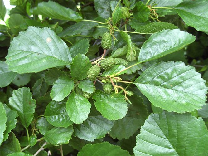 Alnus - Landscape Trees