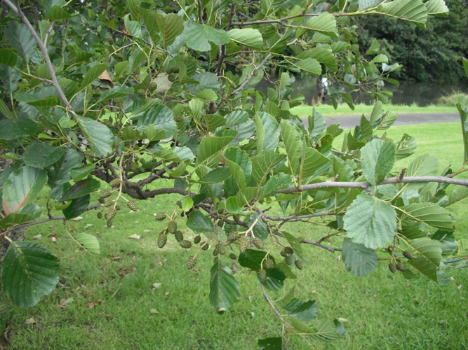 Alnus - Landscape Trees