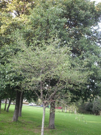 Alnus - Landscape Trees