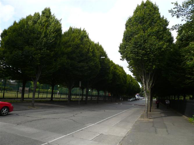 Carpinus - Landscape Trees