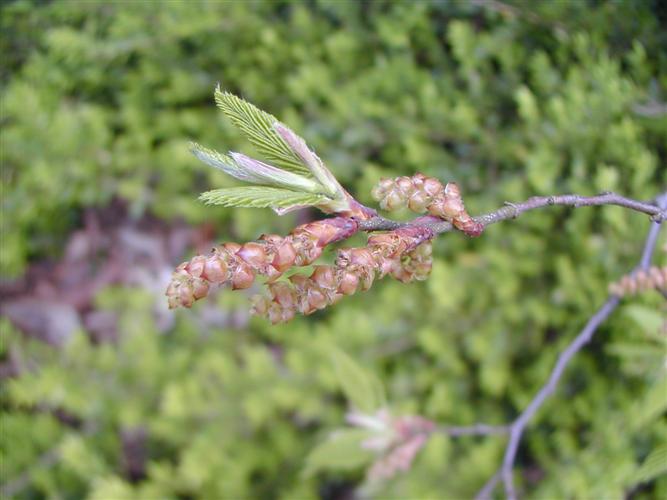 Carpinus - Landscape Trees
