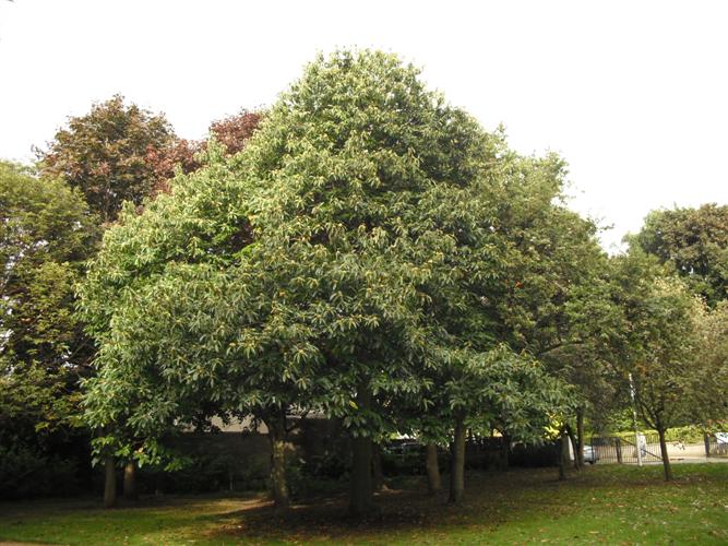 Castanea - Landscape Trees