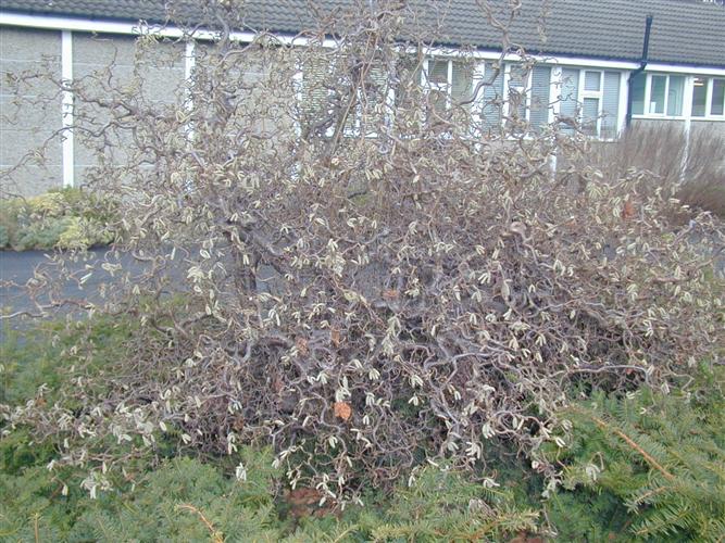Corylus - Landscape Trees