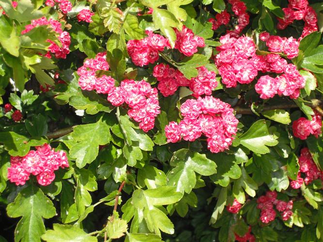 Crataegus - Landscape Trees