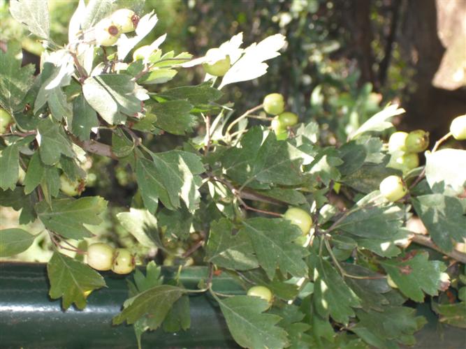 Crataegus - Landscape Trees