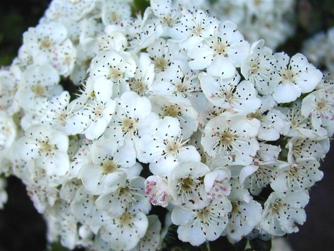 Crataegus - Landscape Trees