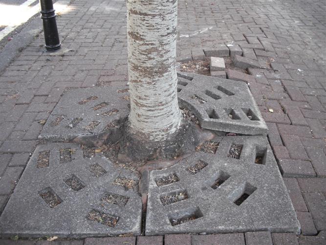 Tree Damage - Landscape Trees