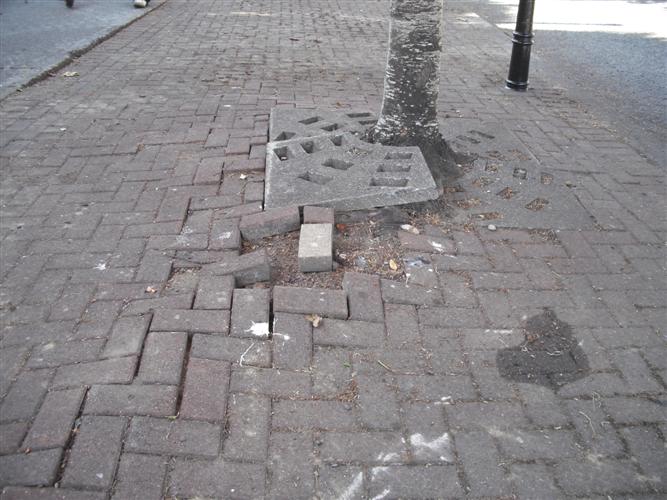 Tree Damage - Landscape Trees