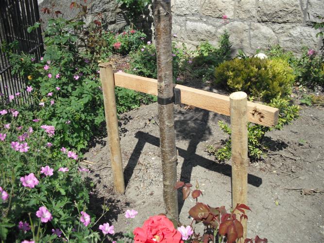 Tree Staking - Landscape Trees