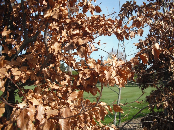 Fagus - Landscape Trees