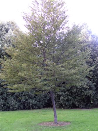 Fagus - Landscape Trees