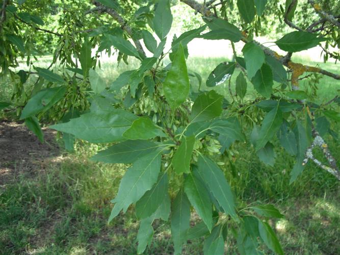 Fraxinus - Landscape Trees