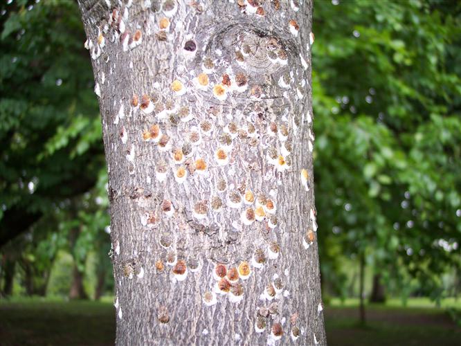 Tree Damage - Landscape Trees