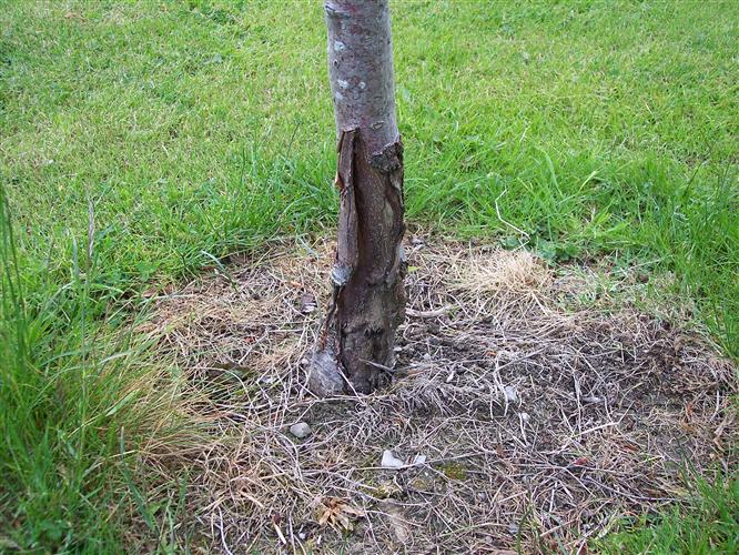 Tree Damage - Landscape Trees