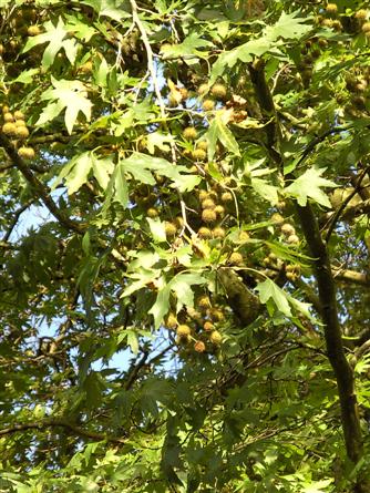 Platanus - Landscape Trees