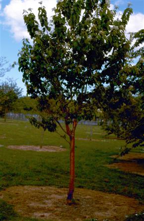 Prunus - Landscape Trees