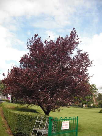 Prunus - Landscape Trees