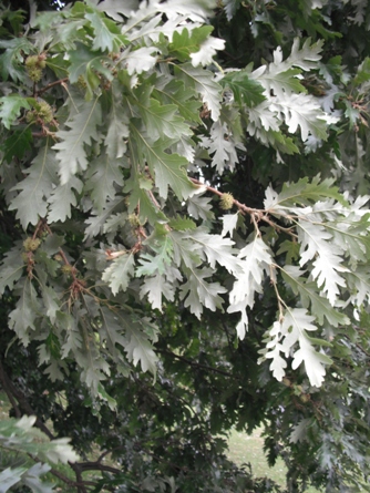 Quercus - Landscape Trees