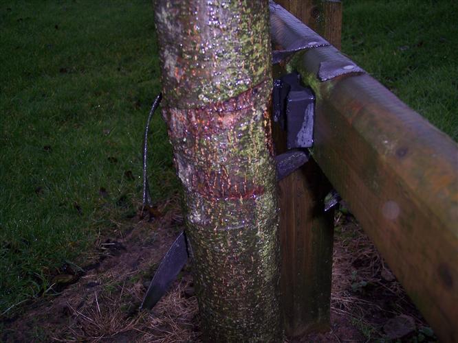 Tree Staking - Landscape Trees
