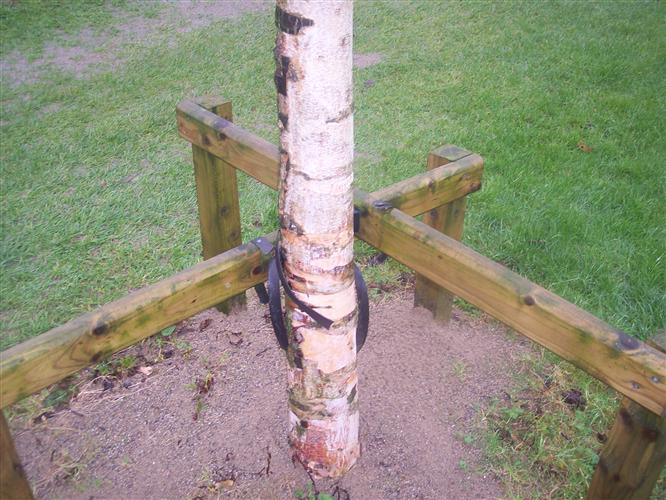 Tree Staking - Landscape Trees