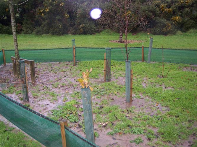 Tree Establishment - Landscape Trees