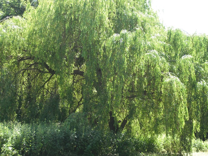 Salix - Landscape Trees