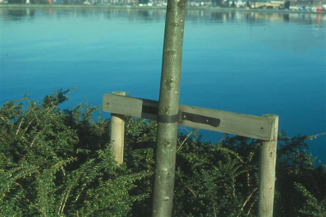 Tree Staking - Landscape Trees