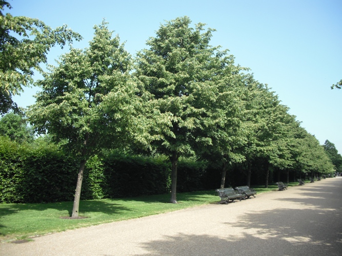 Tilia - Landscape Trees