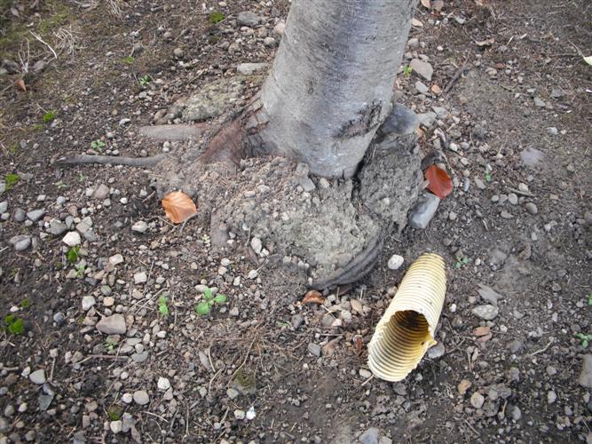 Tree Damage - Landscape Trees