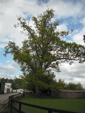 Tree Management - Landscape Trees