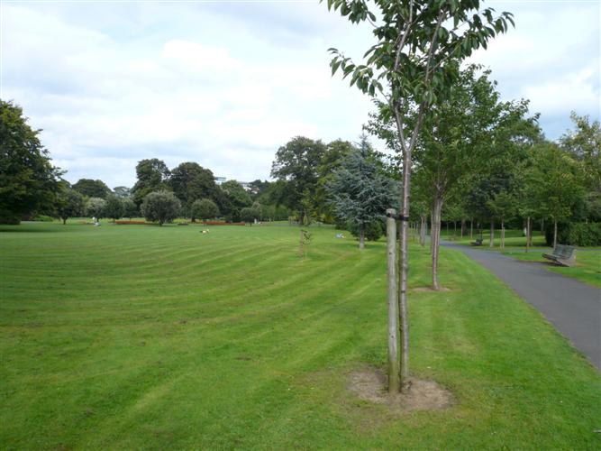 Tree Staking - Landscape Trees