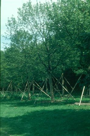 Tree Staking - Landscape Trees