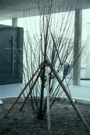 Tree Staking - Landscape Trees