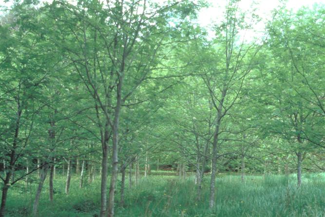 The Trees on Belfield Campus - Landscape Trees