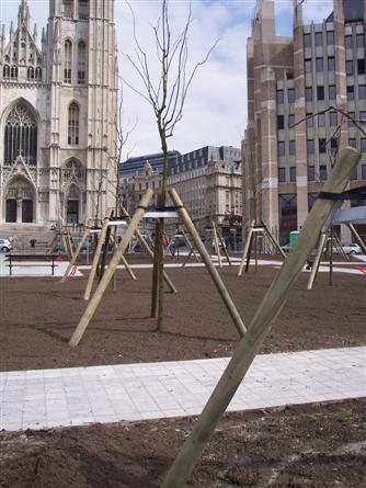 Tree Staking - Landscape Trees