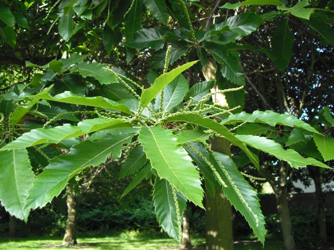 Castanea - Landscape Trees