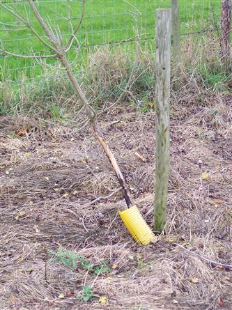 Tree Damage - Landscape Trees
