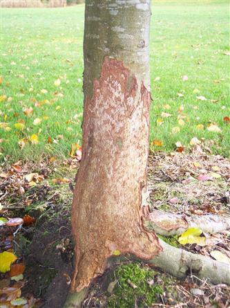 Tree Damage - Landscape Trees