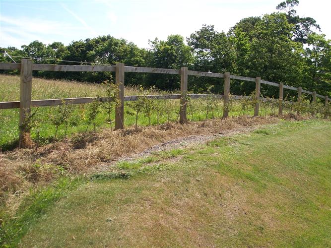 Tree Establishment - Landscape Trees