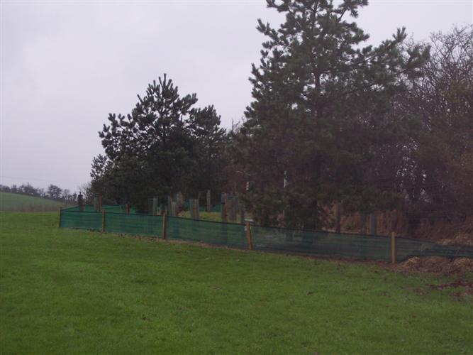 Tree Establishment - Landscape Trees