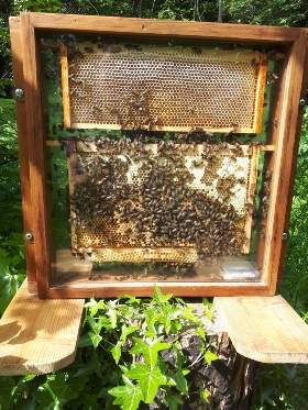 Apiary - UCD Rosemount Environmental Research Station