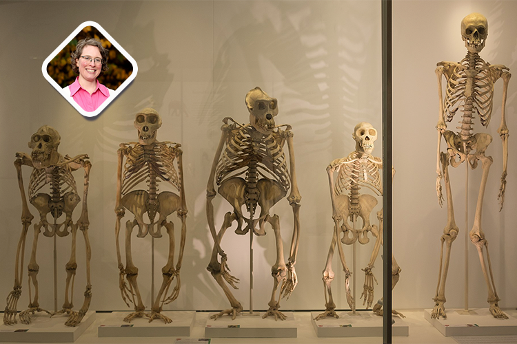 Research reveals the evolution of human bipedalism in two steps ...